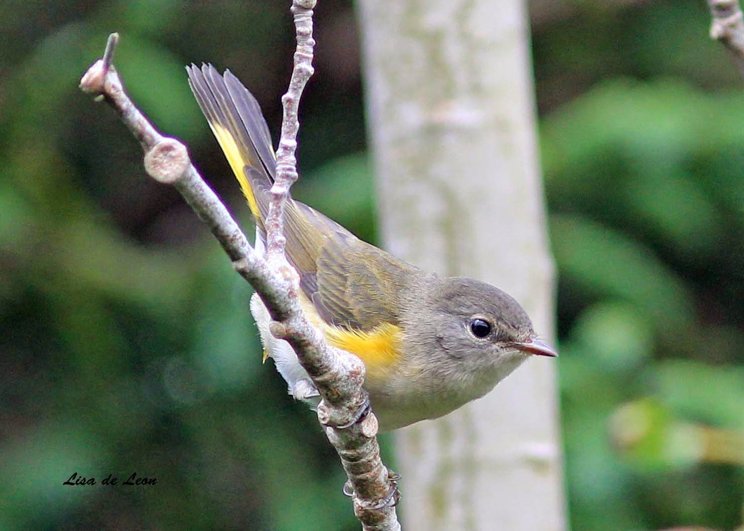 Birding with Lisa de Leon: Female American Redstart