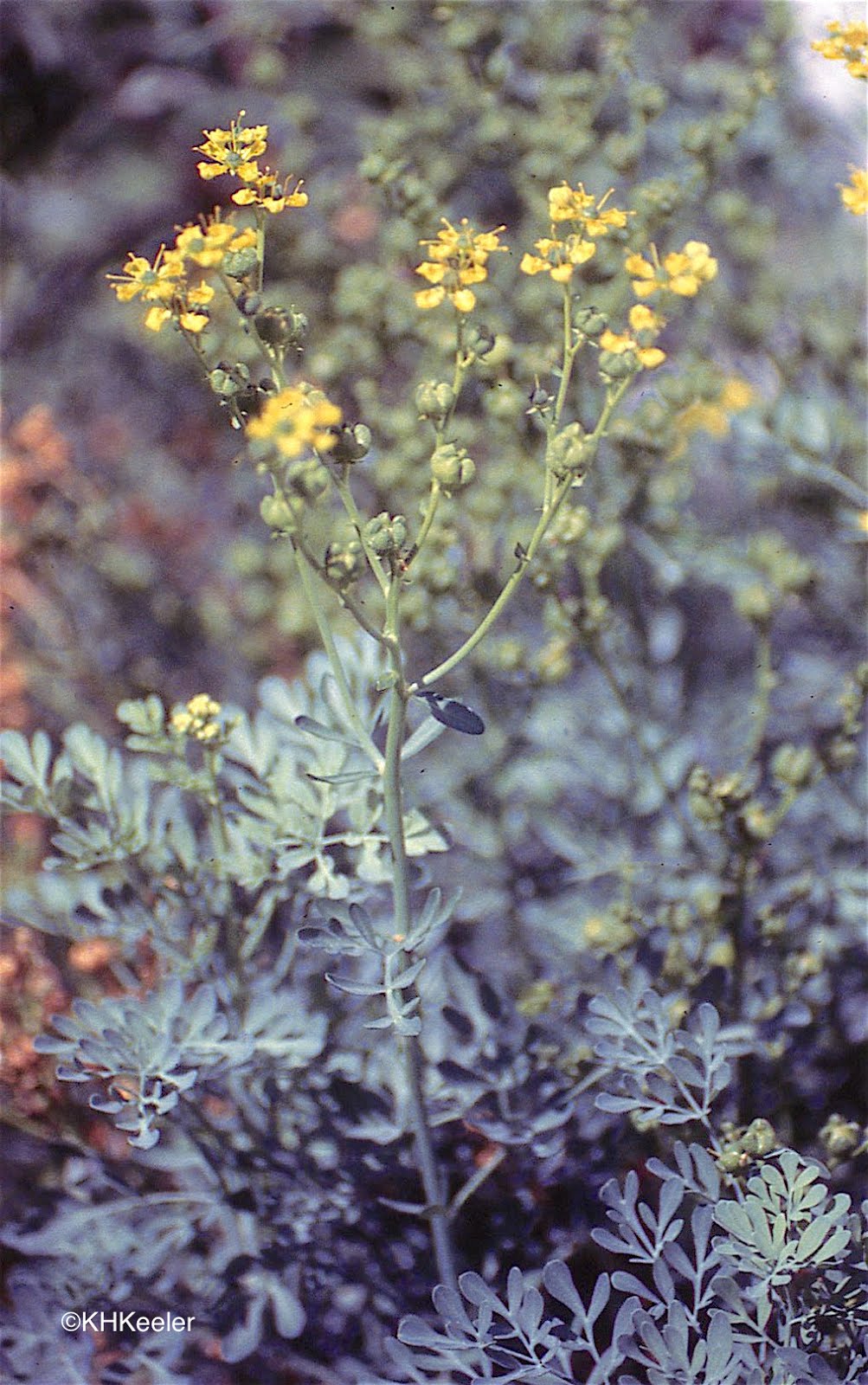 A Wandering Botanist: Plant Story--Rue, Ruta graveolens, Bitter