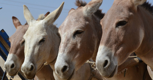 The sankale Facts: CRUEL, DONKEYS CONTINUE TO SUFFER IN SILENCE