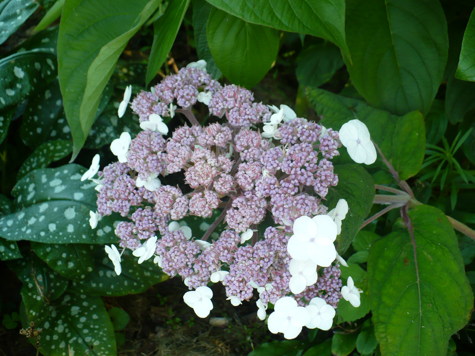 Hydrangea, Hortensja: Hydrangea aspera (Hortensja kosmata) 'Macrophylla'