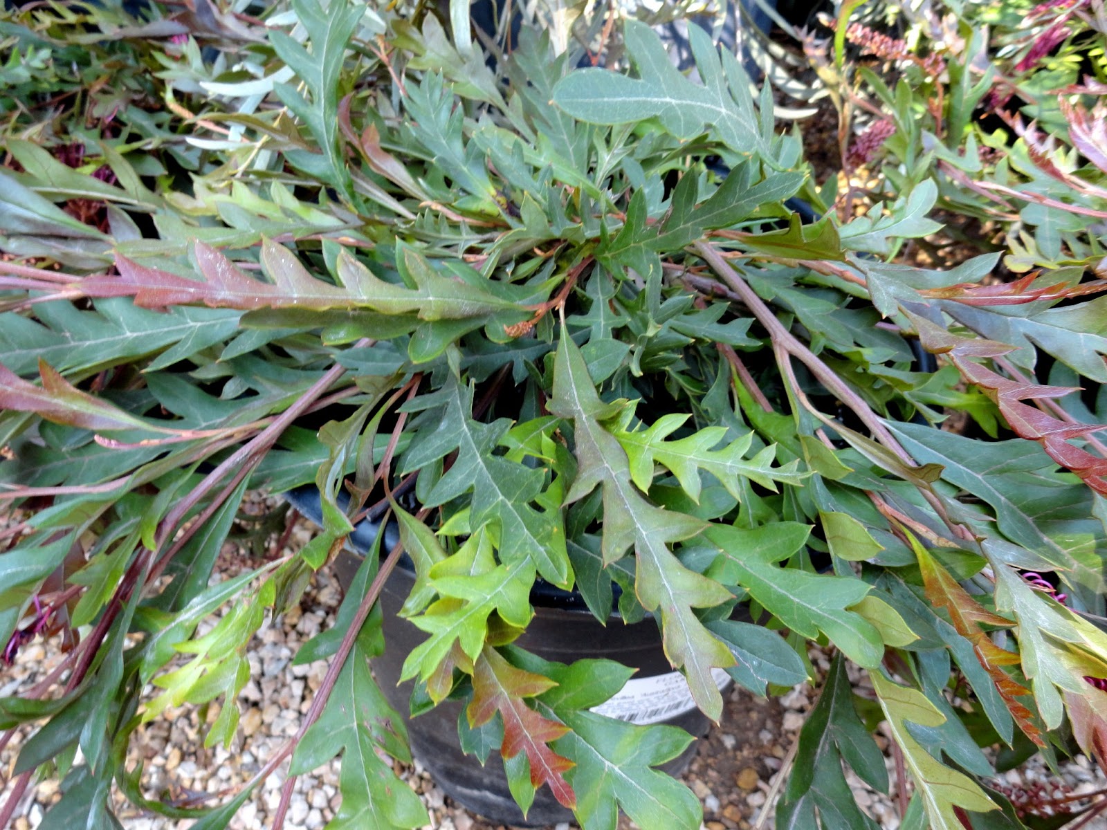 danger garden: Flora Grubb, version 3.0