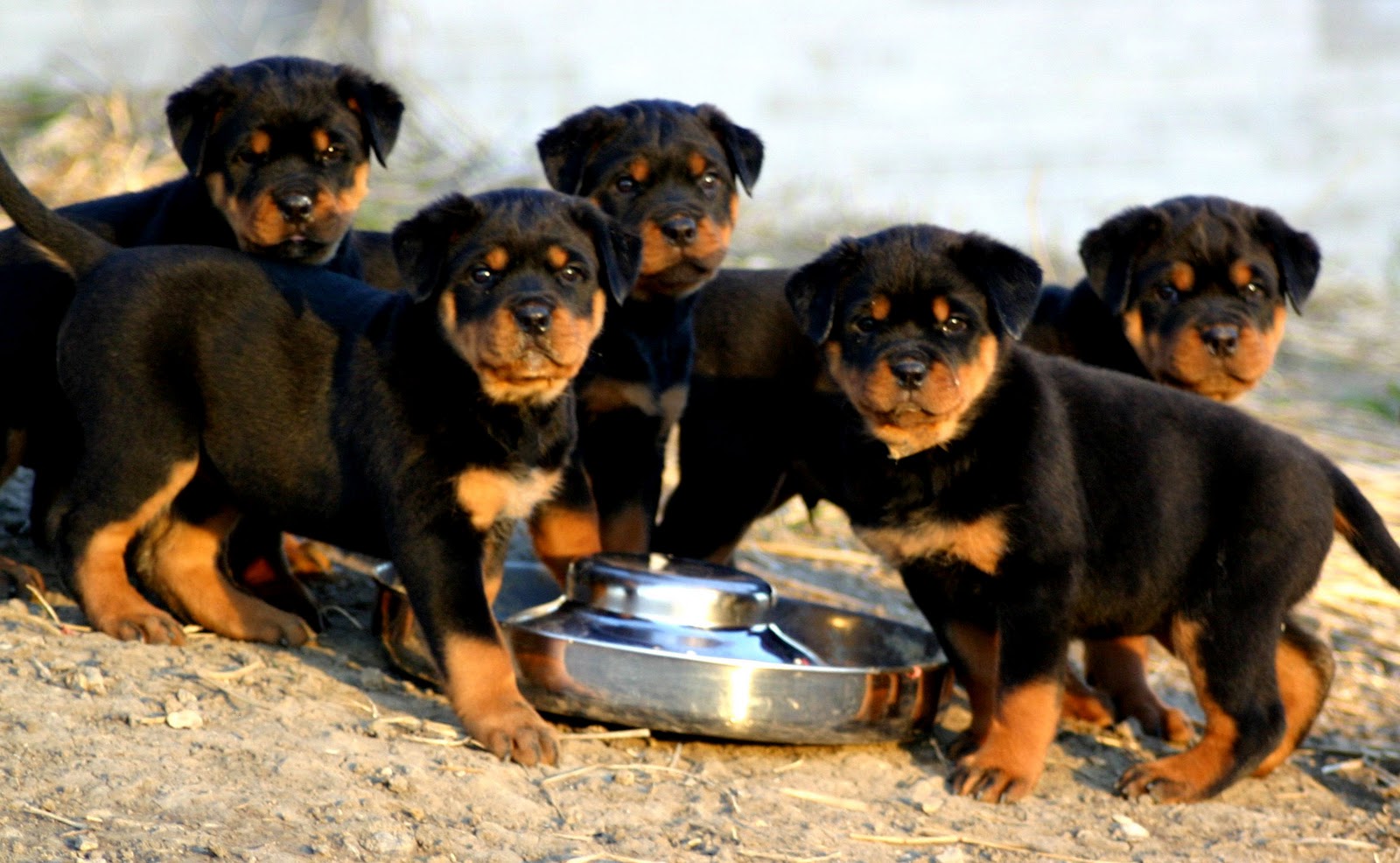 Rottweiler recien nacidos - Imagui