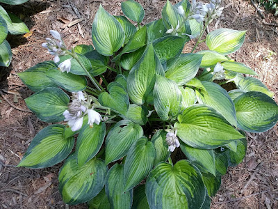 Future Plants by Randy Stewart: Hosta