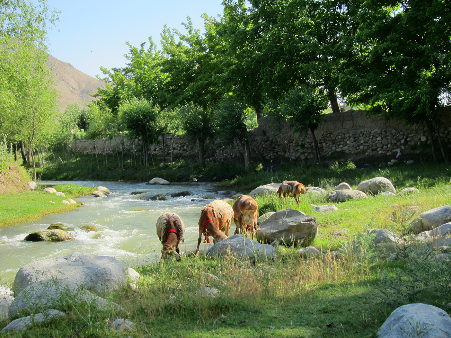 Afghanistan Nature: Gul Dara District, Afghanistan
