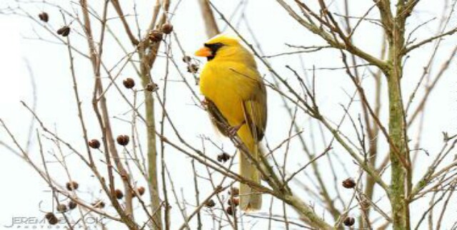 Killer Rob: Extremely Rare Yellow Cardinal