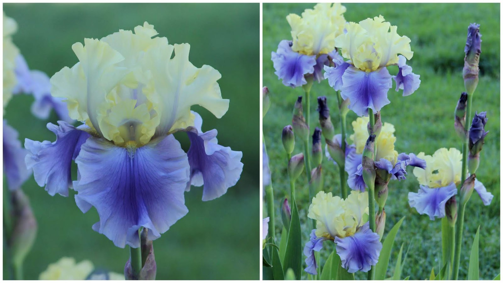 World of Irises: "Talking Irises" - THE 2018 TALL BEARDED IRIS BLOOM ...