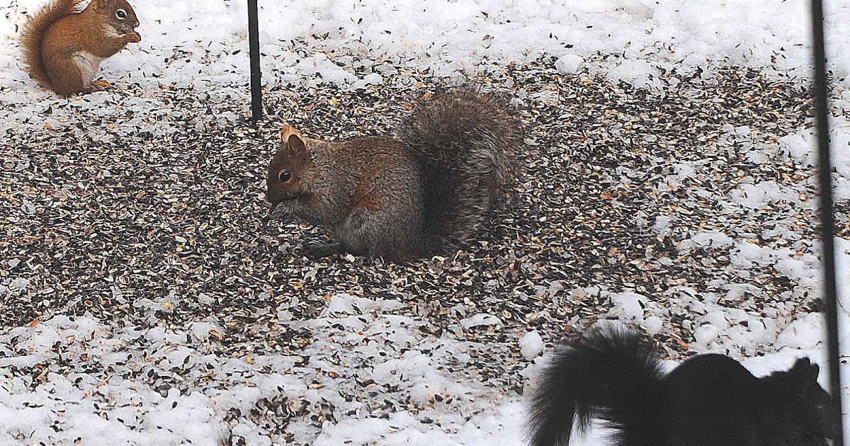 Camera on King & Aurora : Feeling squirrely