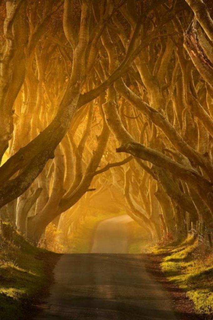 Beautiful World : The Most Beautiful Tunnels of Trees From Around the World