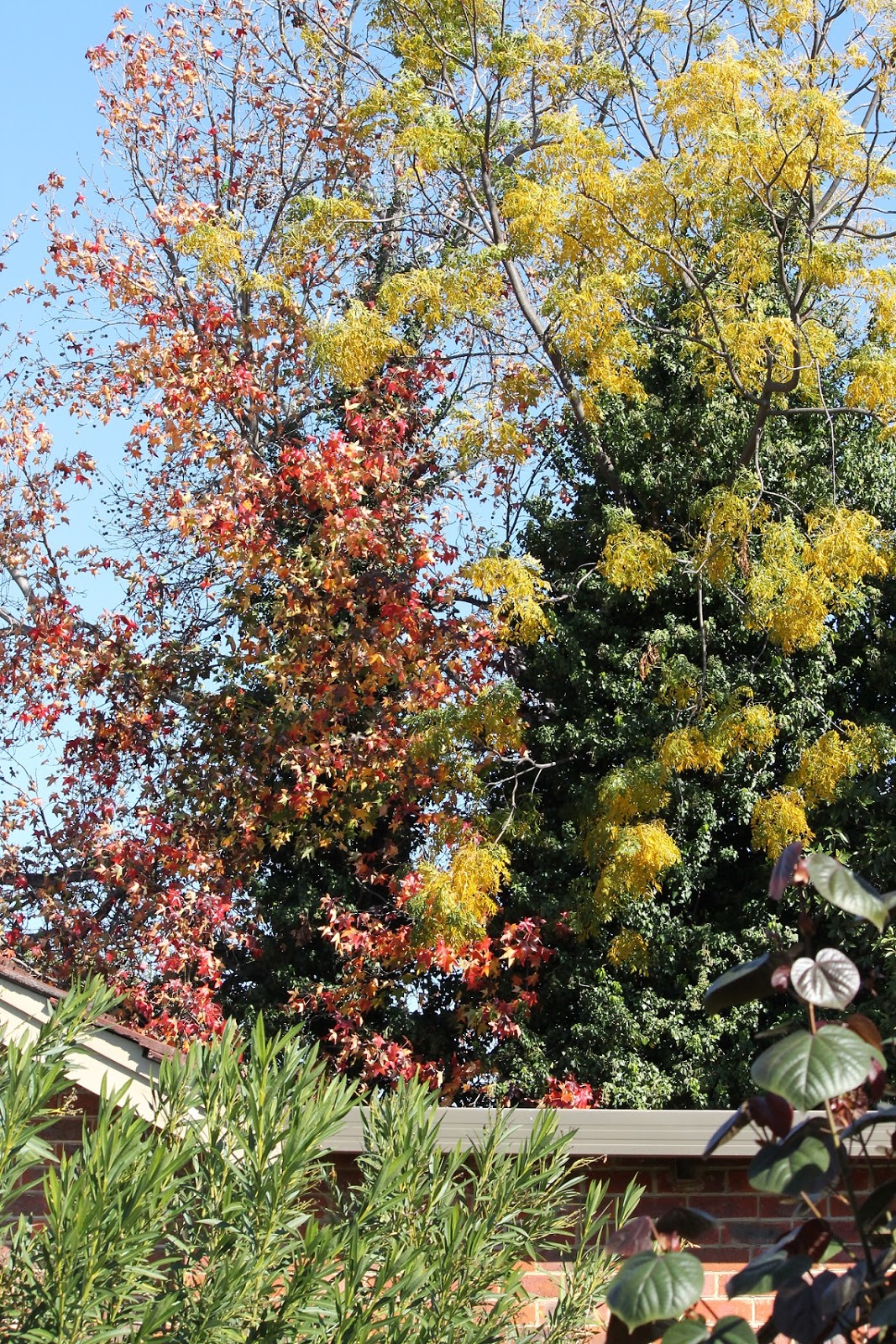 umiyumi2 : our life in perth, WA: Warna-warni musim luruh