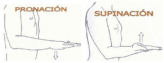 ANATOMÍA Y FISIOLOGÍA I - UI 1: El codo
