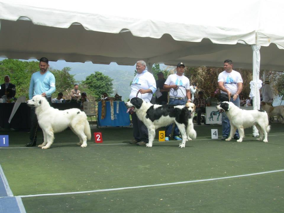 * CLUB CANINO DEL ESTADO ARAGUA *: Perro mucuchíes: Raza canina oficial ...