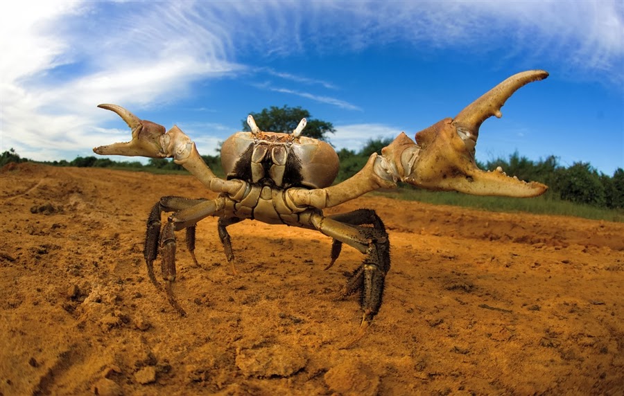 The following photos most amazing animals the world - Pisbon™ AirCraft©