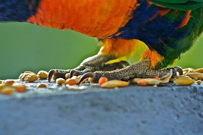 HD Animals: parrot feet