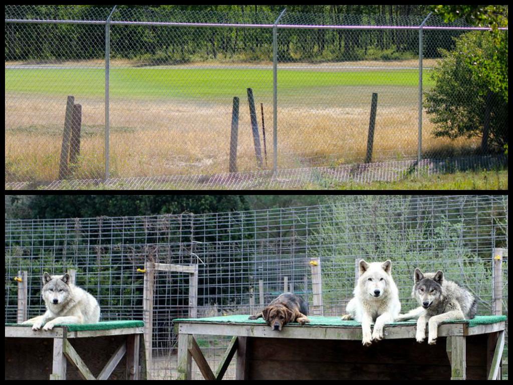 Wolfer Magic: Wolfdog Containment: How To Keep A Wolfdog In An Enclosure