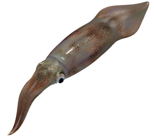 Squid Spectacular Oceania Species ~ planetanimalzone