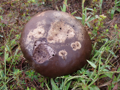 Sizzling Indian Recipes.....: PuffBall Mushroom break out around home ...