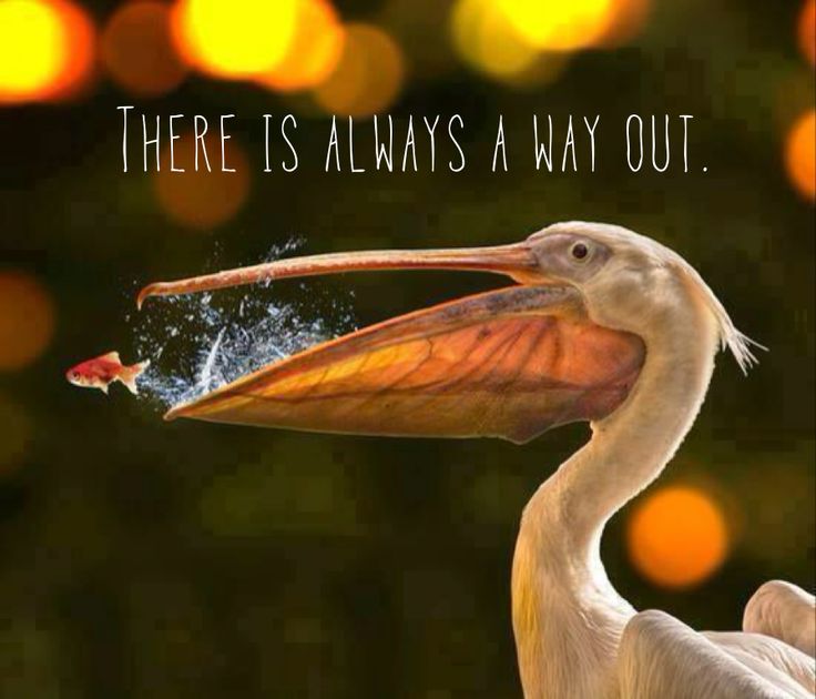 La Palabra Del Día: "acorralar" | SpanishDictionary.com Answers