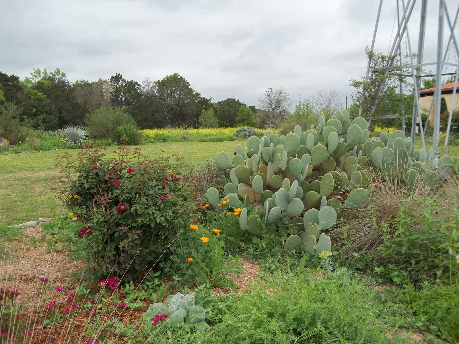 Rock-Oak-Deer: Springtime Roses Bloom at The Antique Rose Emporium