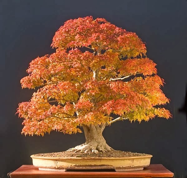 LENNARD'S BONSAI BEGINNINGS.: Defining the natural form and natural ...