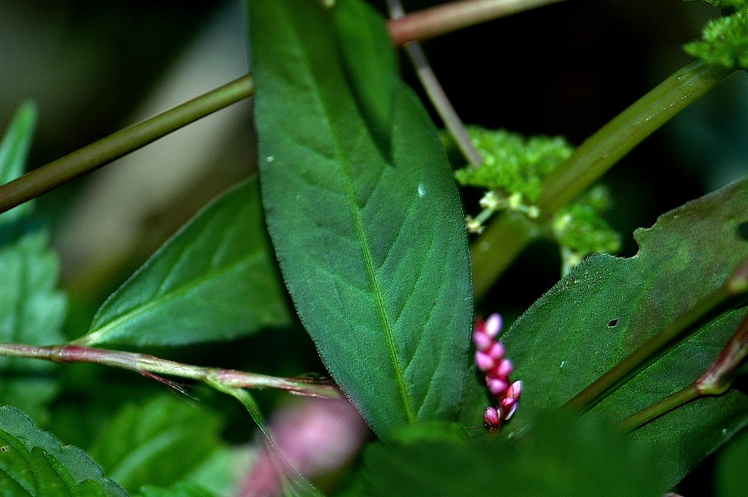 Field Biology in Southeastern Ohio: A Few Smartweeds