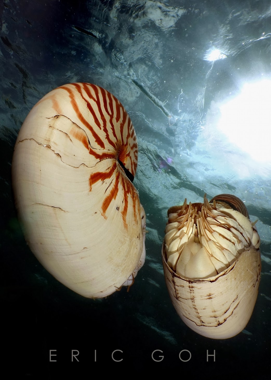 uwphotographers: UWP: ERIC GOH (Goh Diving)