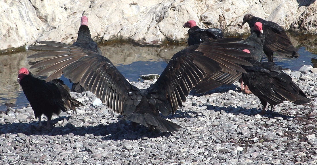 Caminantes del Desierto: NUESTRA AVE CARACTERÍSTICA. EL JOTE CABEZA ...