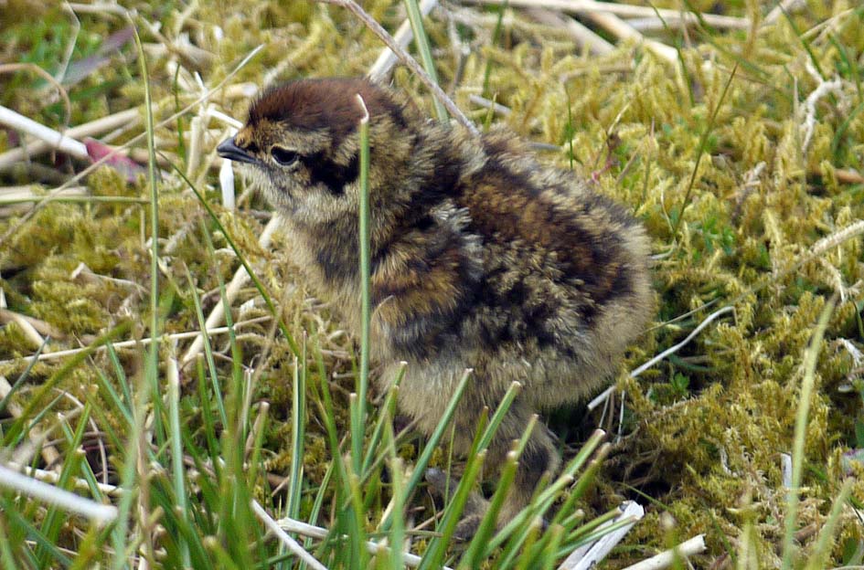 CABINET OF CURIOSITIES: Red Grouse chicks