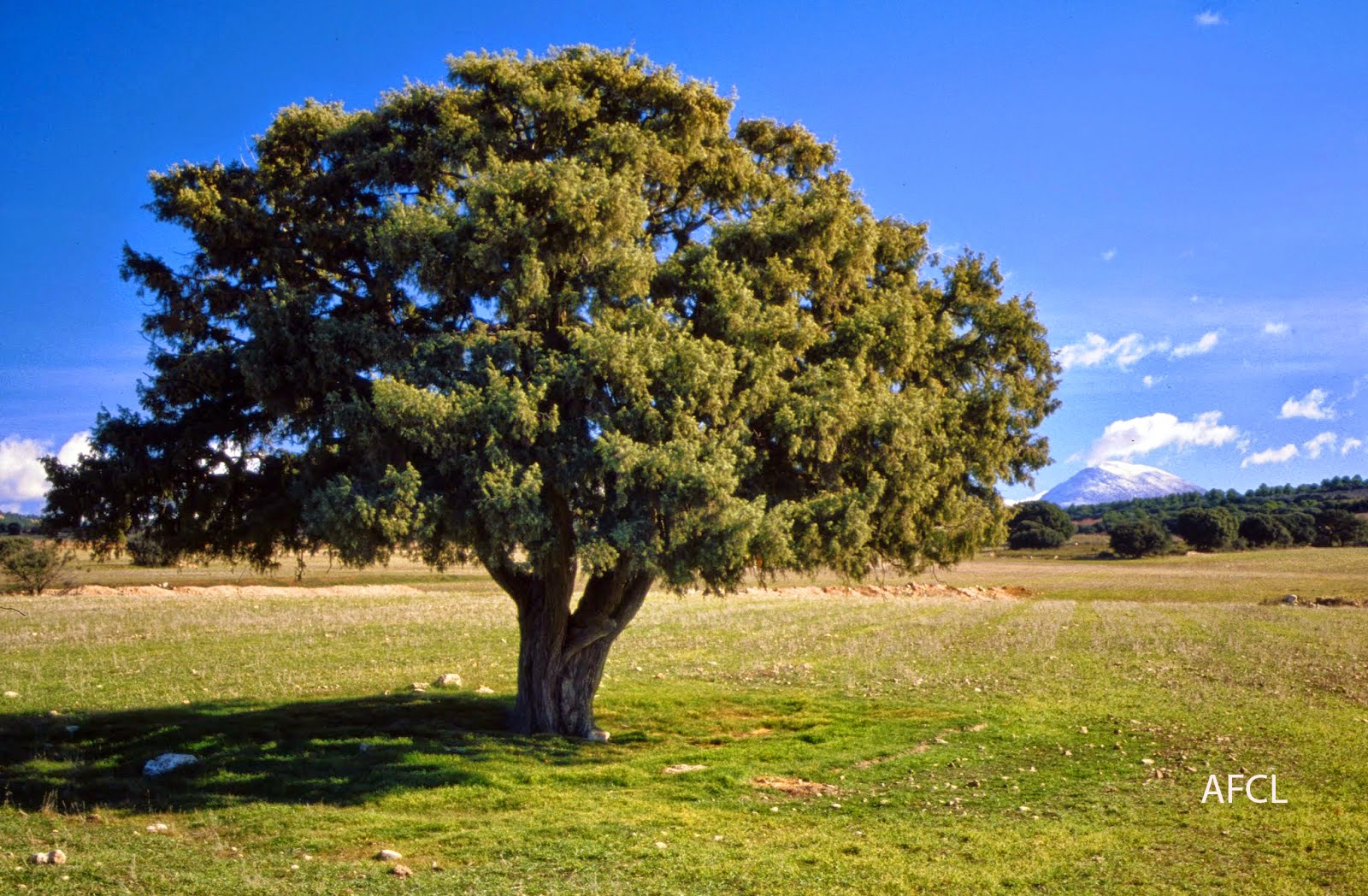 Árboles Monumentales de Murcia y Cuenca del Segura: Tudmiria: Enebro ...