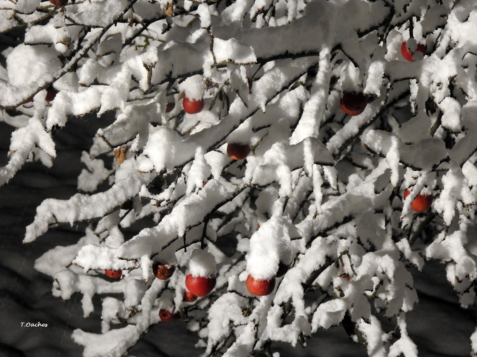 PASARI DIN ROMANIA: MERE ROSII