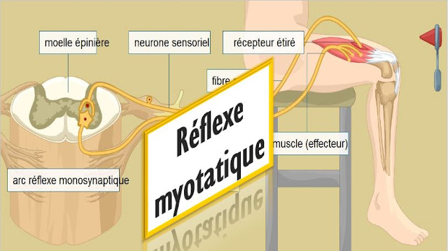 Fonctionnement du circuit nerveux du réflexe myotatique | Innervation ...