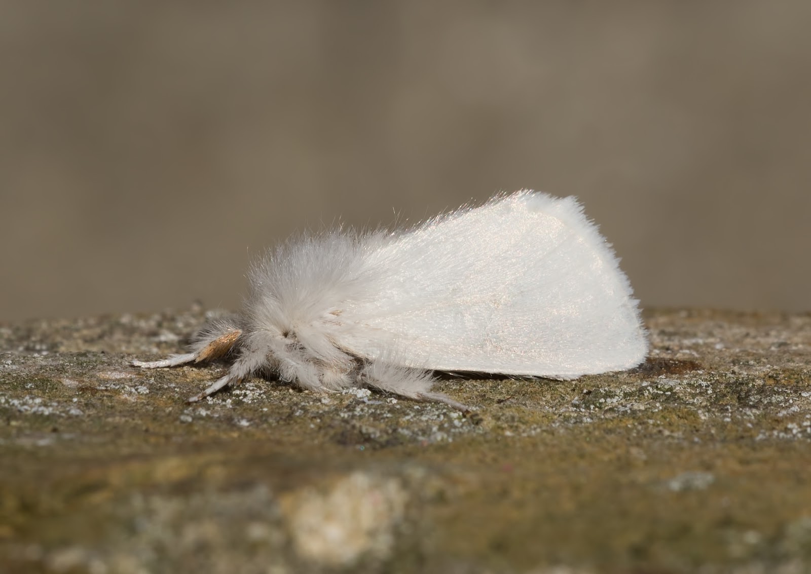 vaping mothman: FEW NEW MOTHS
