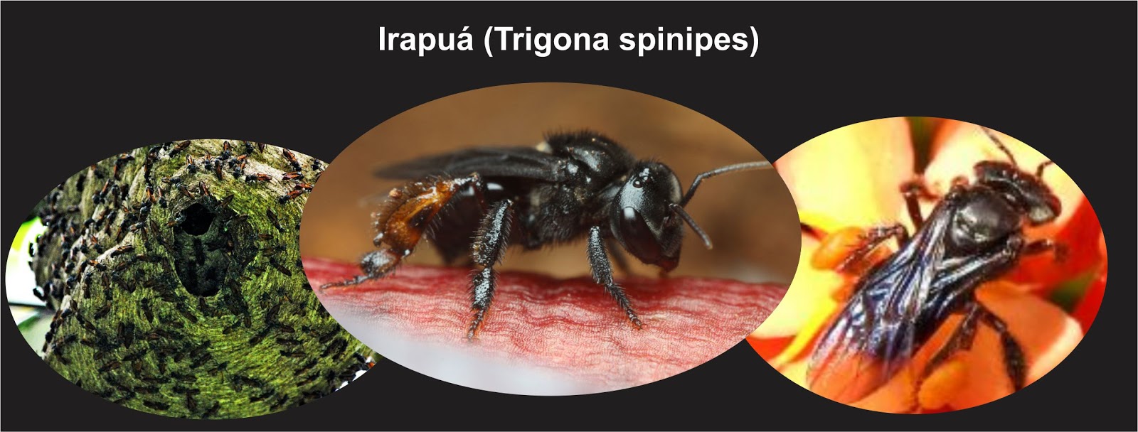 Bee News - Guia para Iniciantes: Irapuá ou Arapuá (Trigona spinipes)