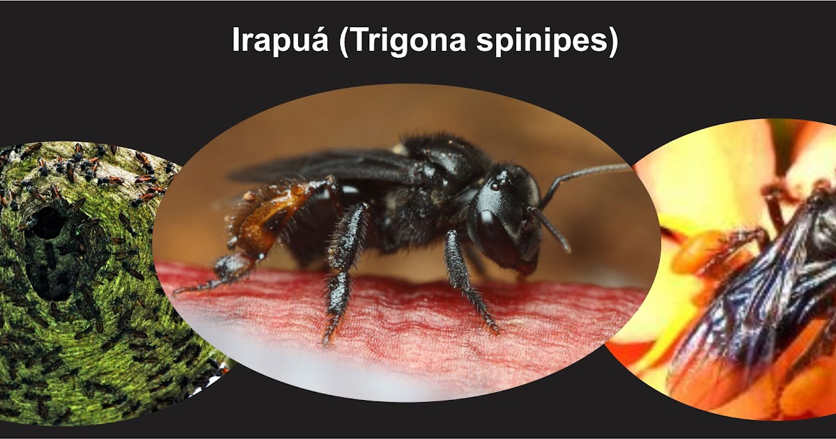 Bee News - Guia para Iniciantes: Irapuá ou Arapuá (Trigona spinipes)