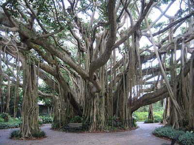 No viviendo en un mundo vivo: Baniano