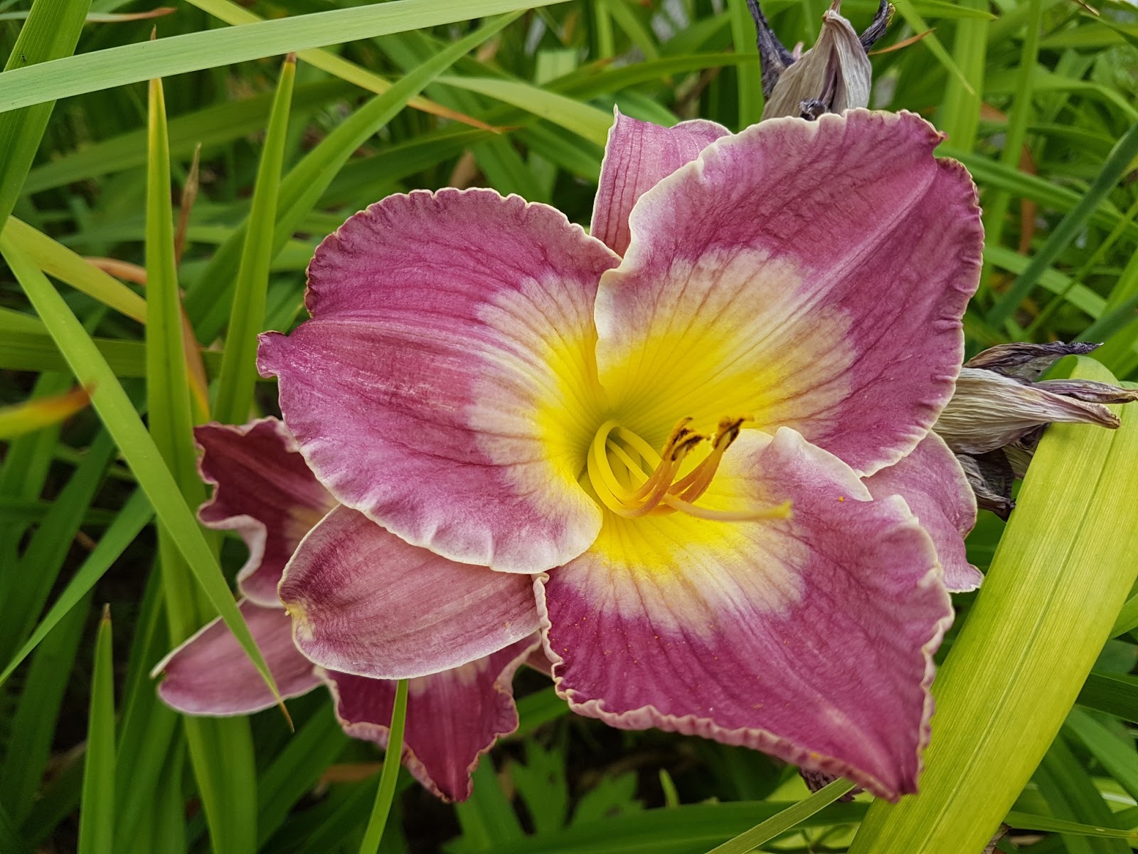Marits hagedagbok: Dagliljer/ liljer i utvalg... del 1