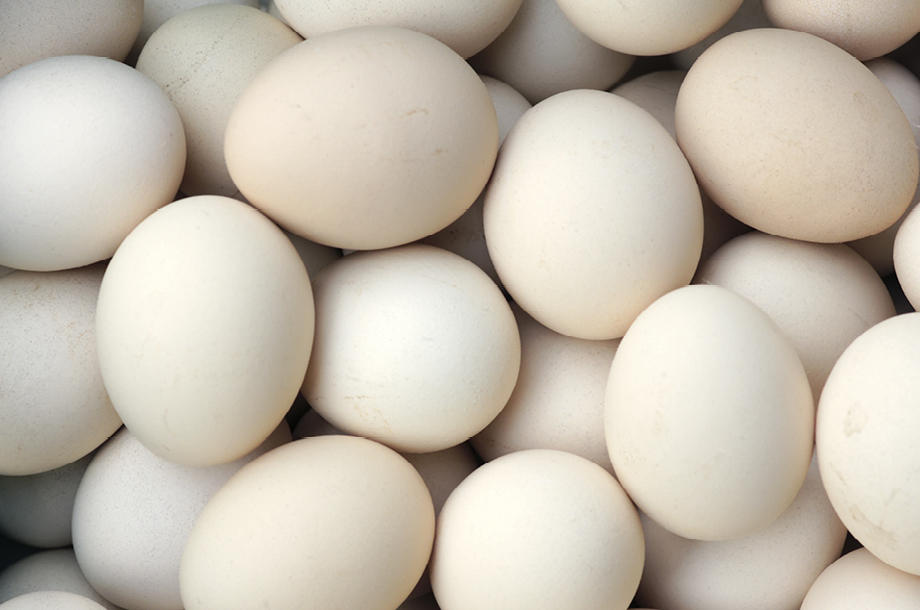 CABAÑAS AVÍCOLAS EL CHOIQUE & ArgentAVIS: EL HUEVO