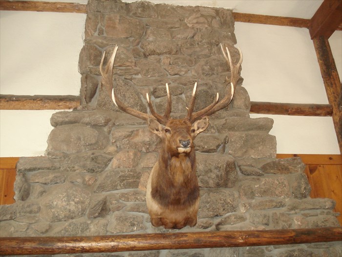 Samson; Estes Park, CO, USA