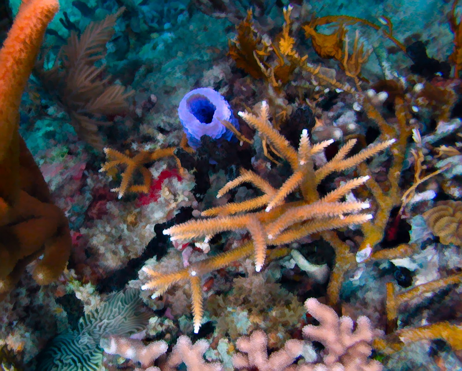 Bending Light: Gallery IV ~ Vieques & Culebra below the waves