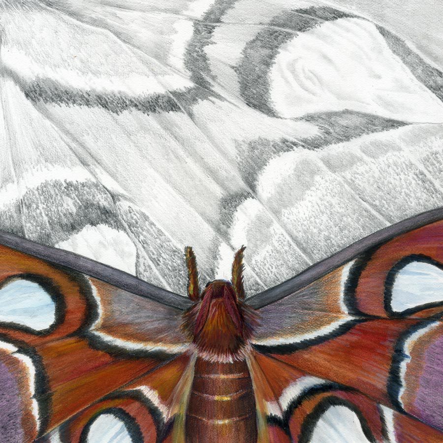 Where ART Lives Gallery Artists Group Blog: Nature Fine Art Painting ...