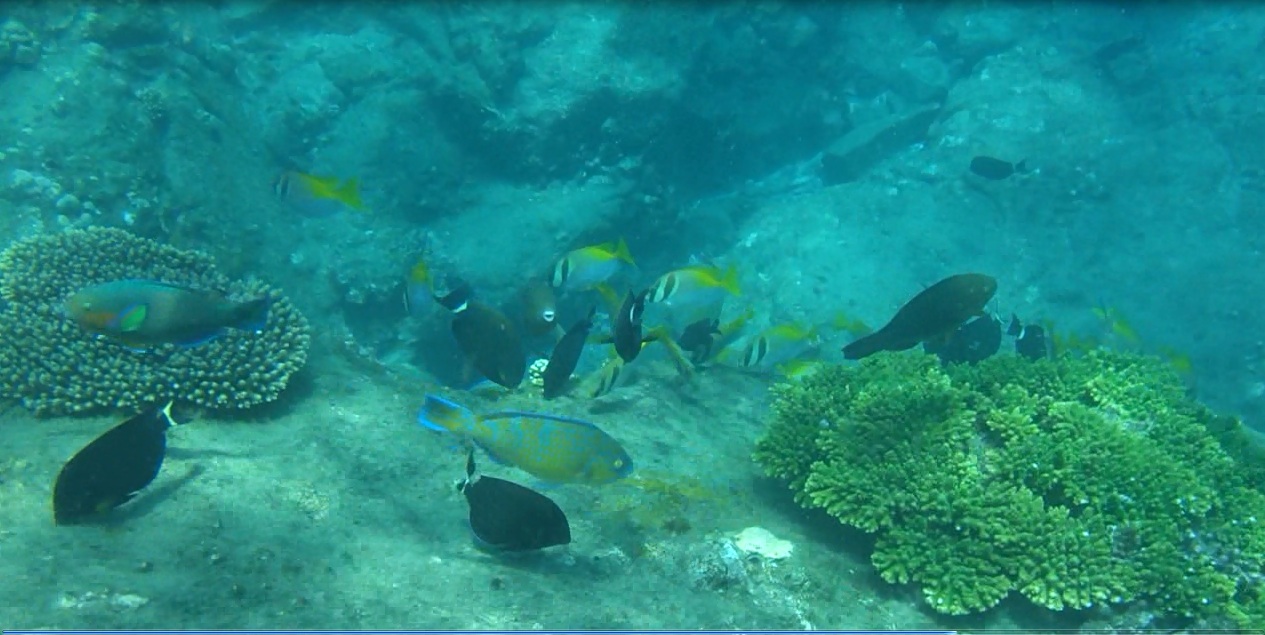 Scubavet: The Pilbara, Australia