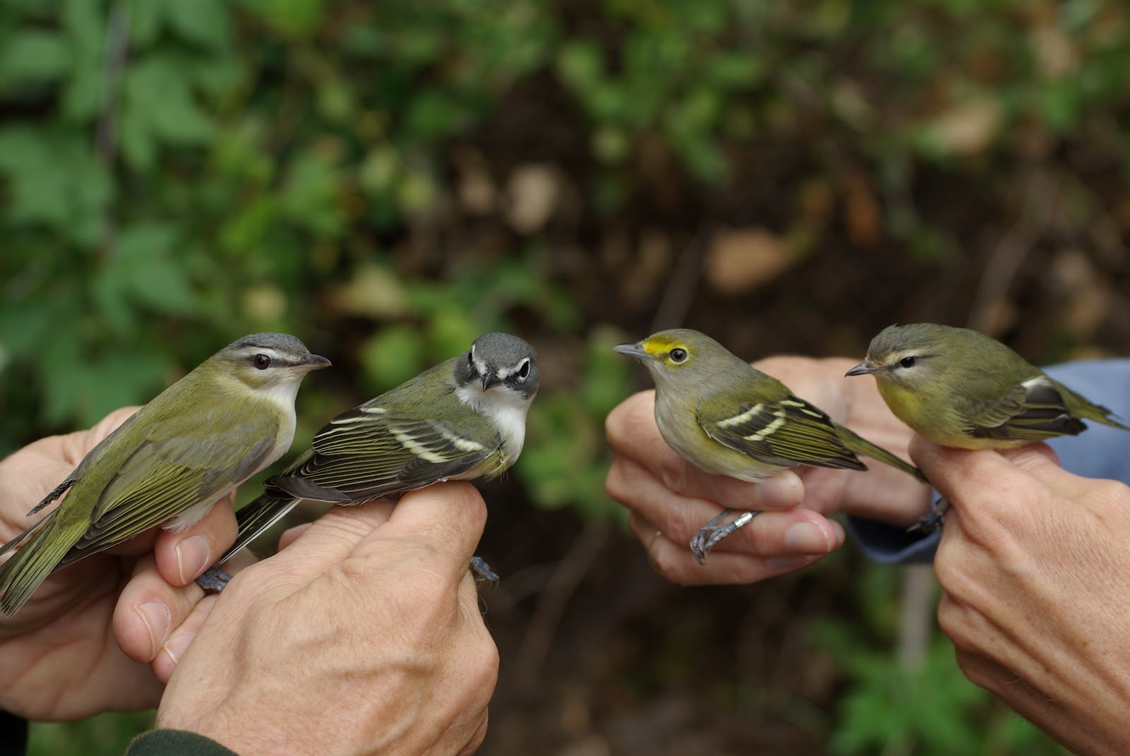 Birding Is Fun!: Bird Comparison Photos