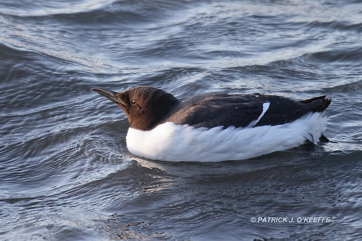 Raw Birds: COMMON GUILLEMOT (COMMON MURRE) Uria aalge Port Oriel ...