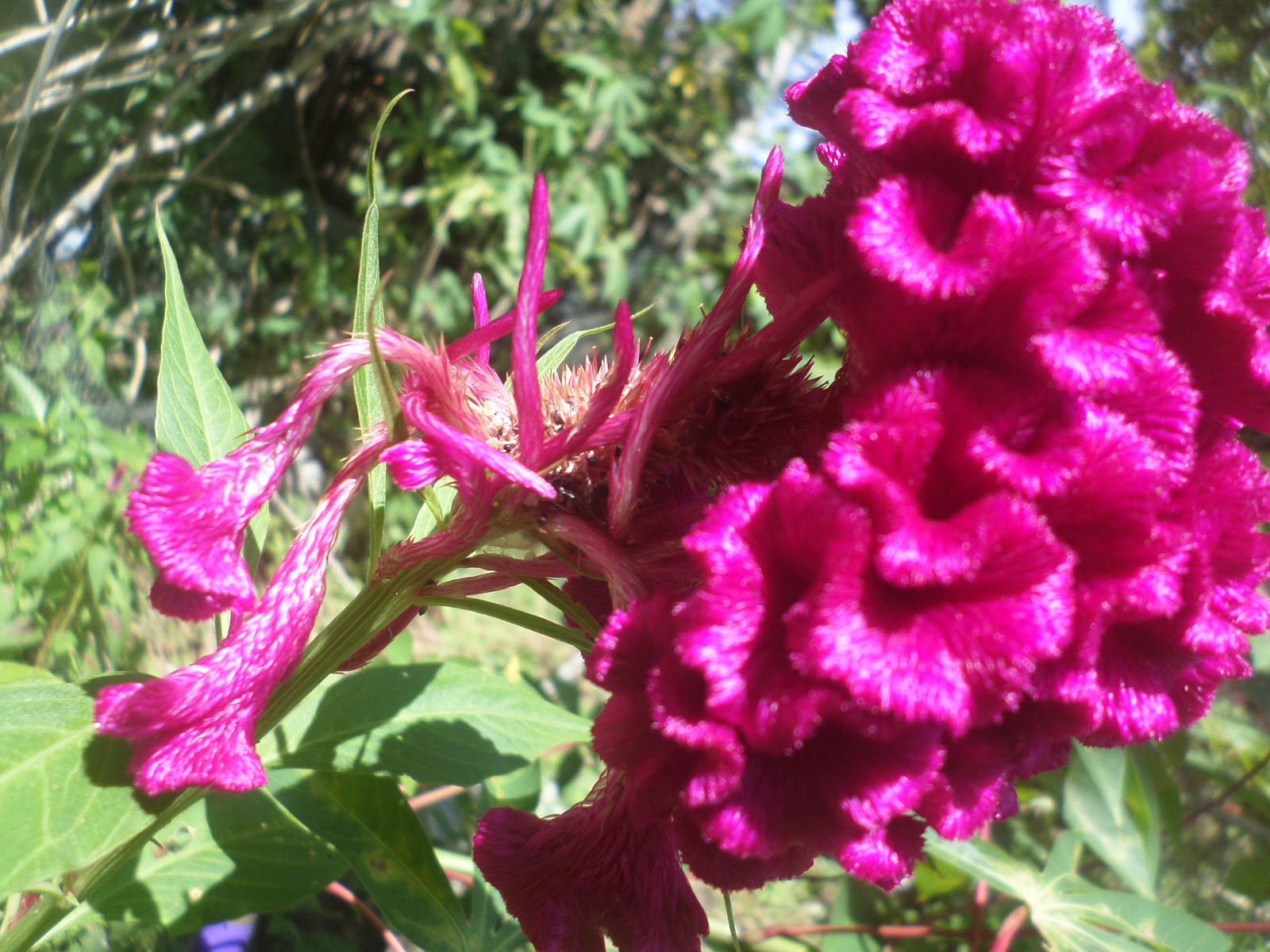 Taman Photo Ku: Bunga Jengger Ayam