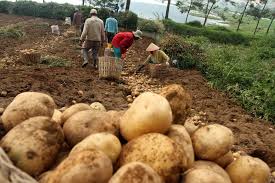 budidaya-kentang-aktifis-pertanian-organik