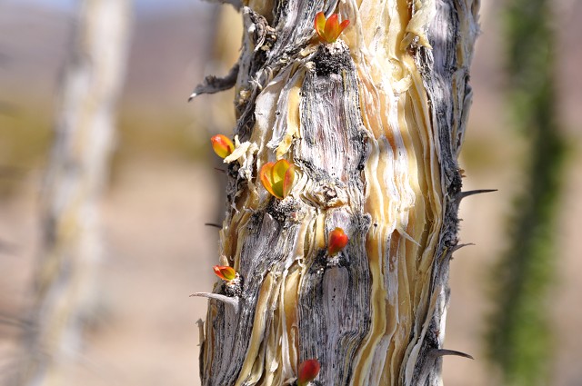 LOPHOPHORA: Ocotillo (Fouquieria splendens) in Joshua Tree National ...