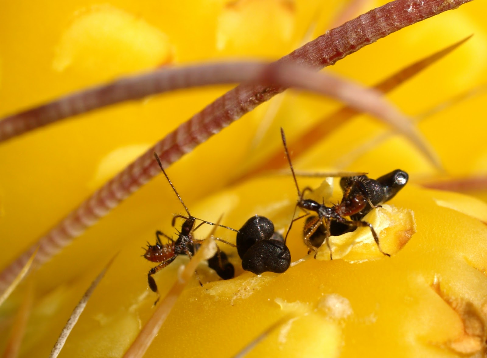 Arizona: Beetles, Bugs, Birds and more: True Bugs on Cactus