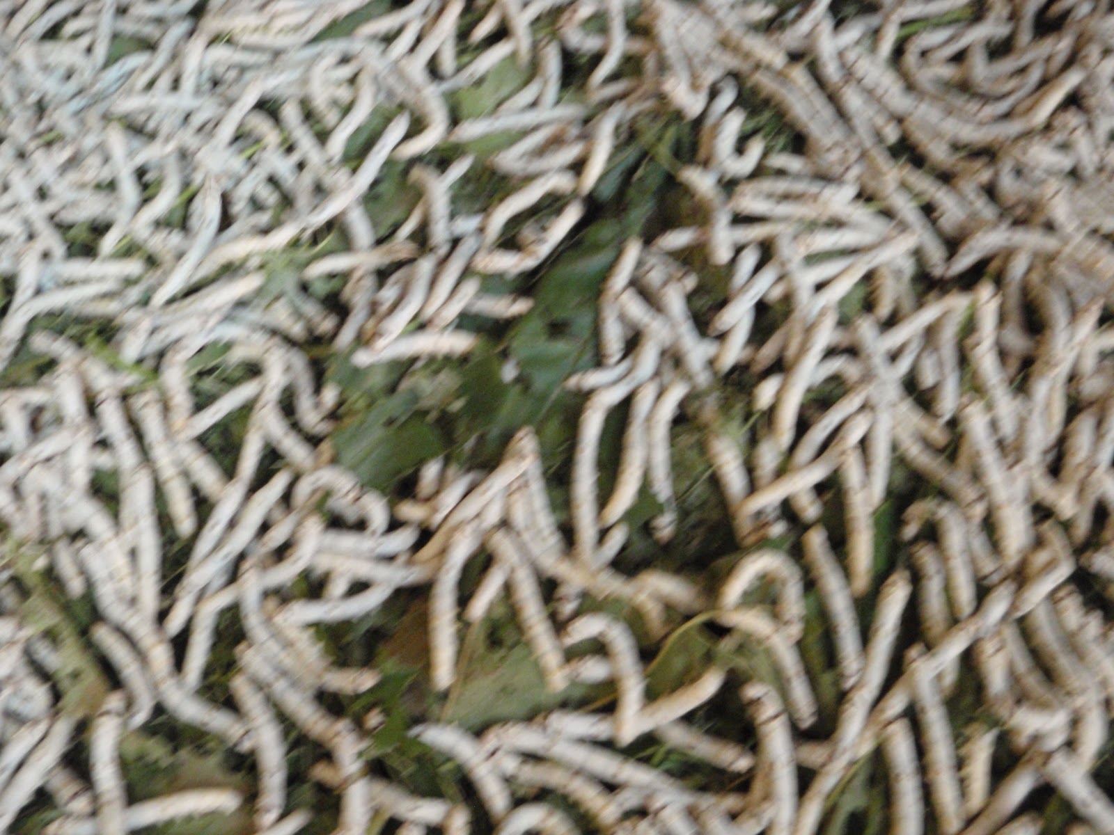 PP Blog: Silk In Hoi An