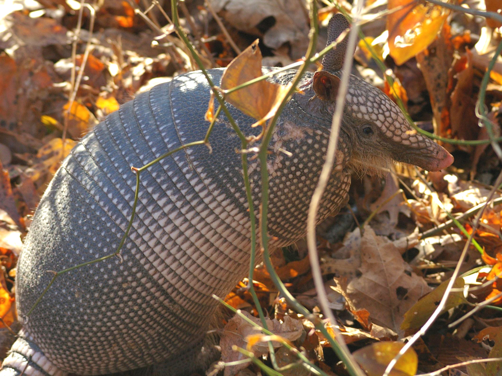 Caliandra do Cerrado: O tatu