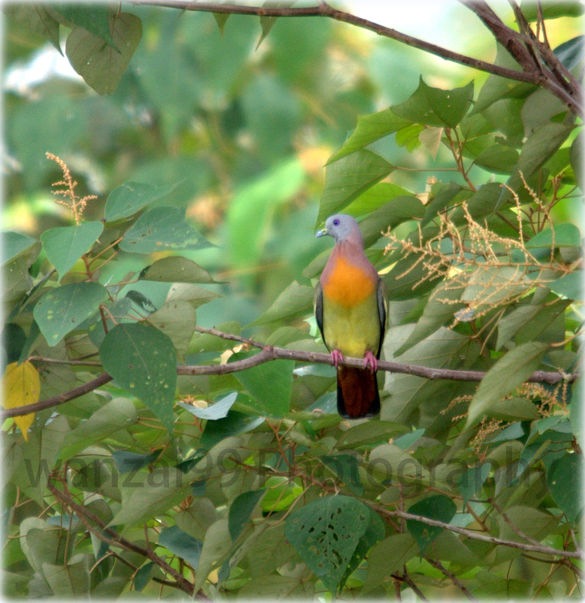 wanzai99 PHOTOGRAPHY: Burung Punai Gading