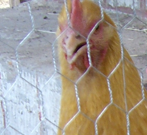 Chicken Lytle's Blog: Stink Eye, the Chickeny Look of Disapproval